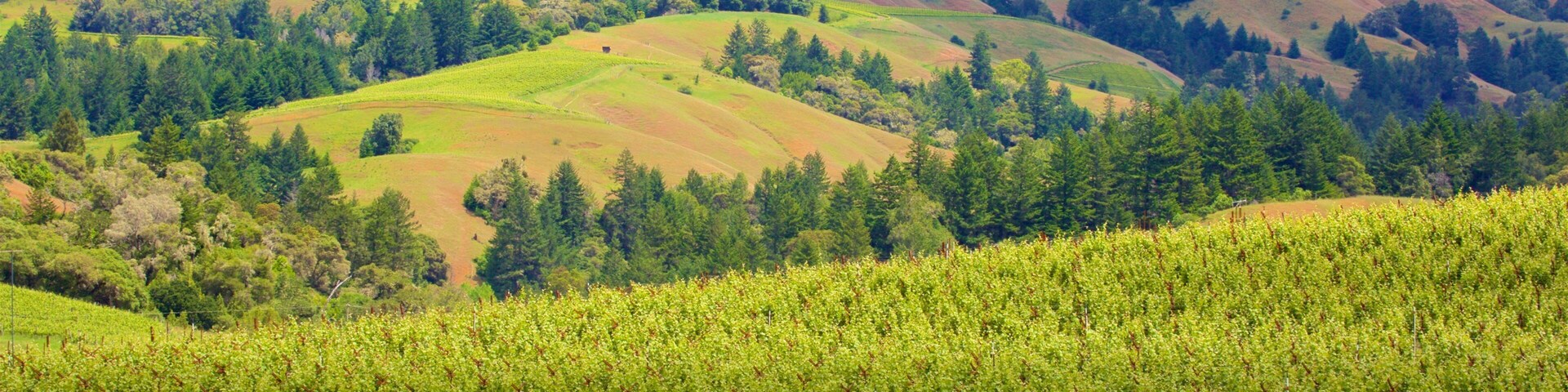 Vinhedo com fileiras de videiras e colinas suaves ao fundo.