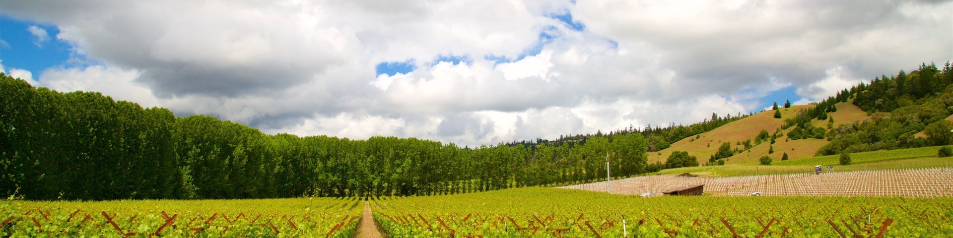 Navarro Vineyard and Winery featuring tranquil scenes