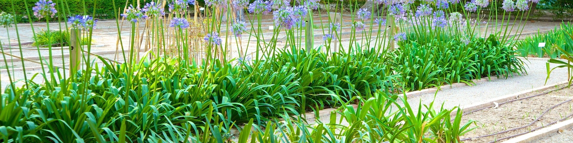 Valencia Botanical Gardens showing flowers and a park