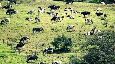 Um rebanho de vacas pastando numa encosta gramada, com árvores ao fundo.