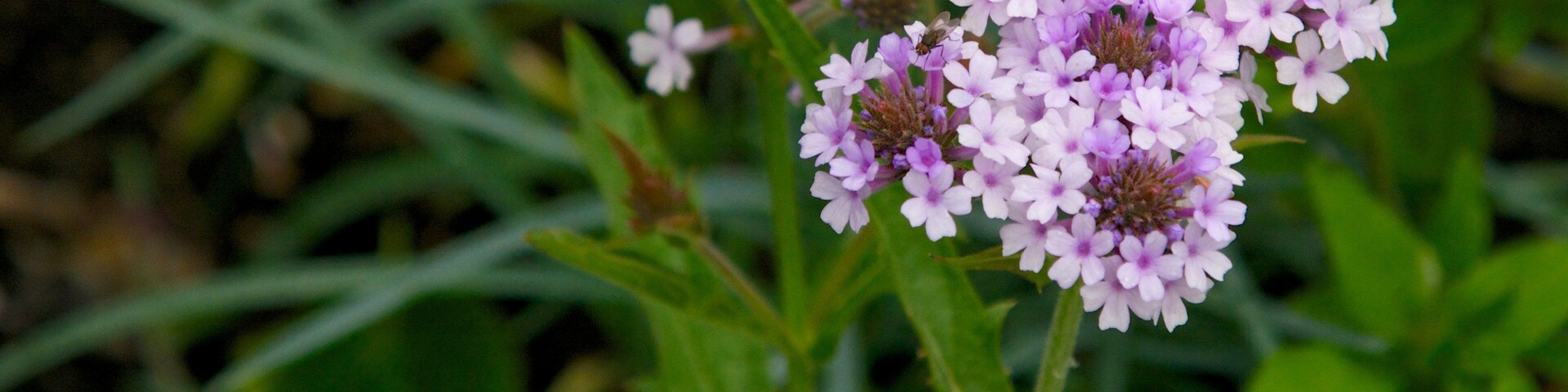 Castle Park featuring flowers