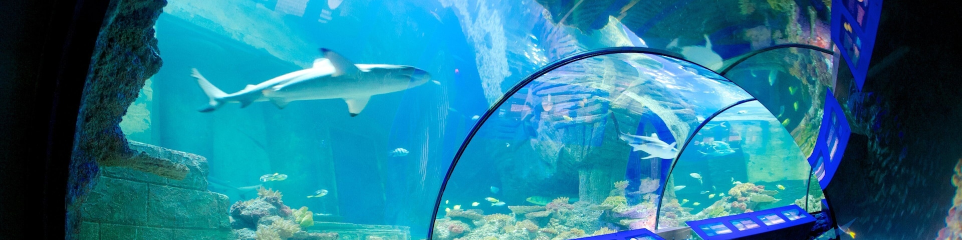 Sea Life Aquarium which includes marine life and interior views