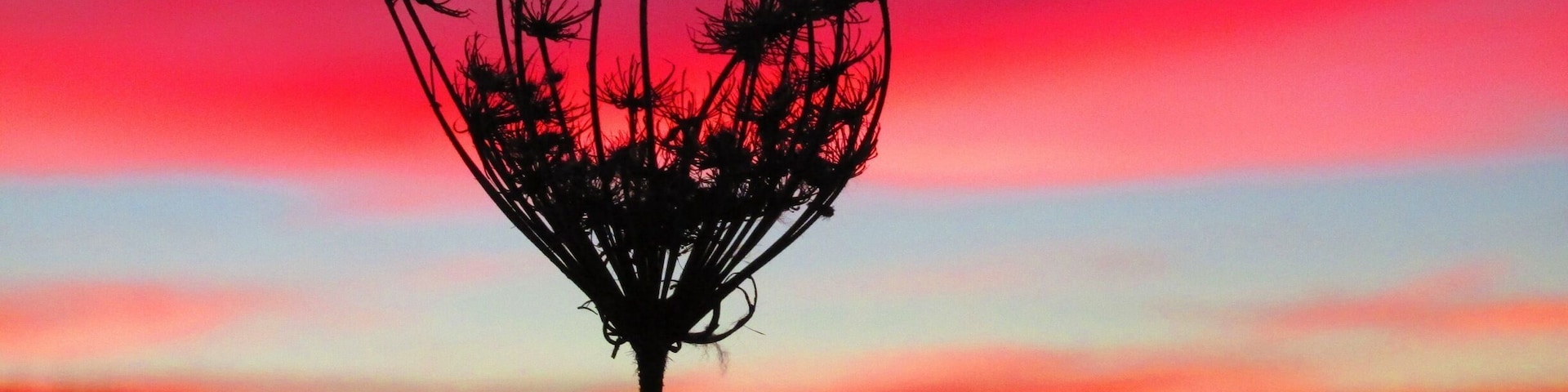 I love finding beauty in my own backyard. Who knew that the coldest night of the year would bring out the most beautiful sunset? Braved the below zero temperatures to capture this beautiful moment during #goldenhour
When snapping pics of the sunset patience is key, even when you're freezing cold it's worth the wait. #colorful #bestof5