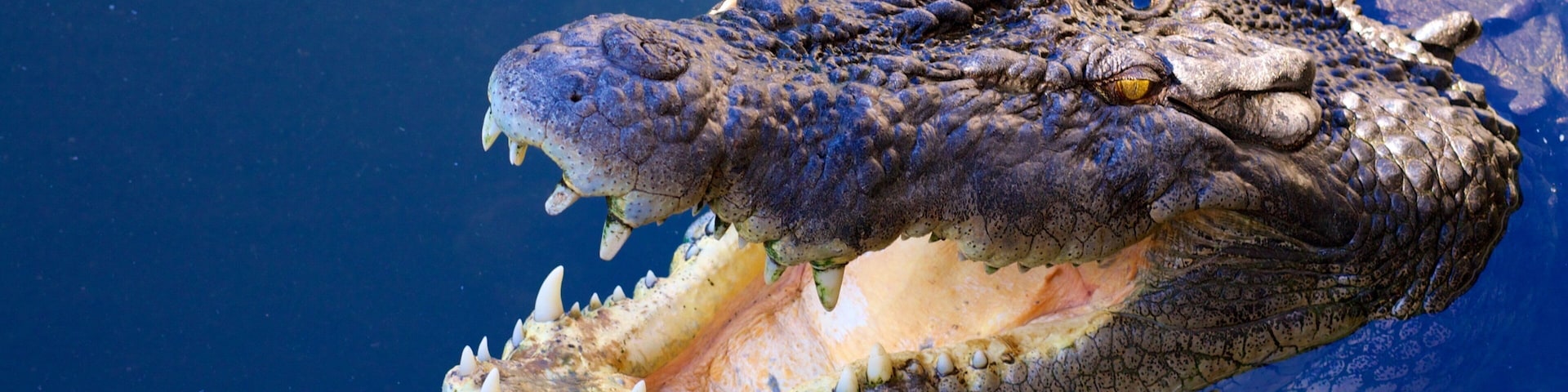 Crocodylus Park que inclui um lago, animais de zoológico e animais perigosos