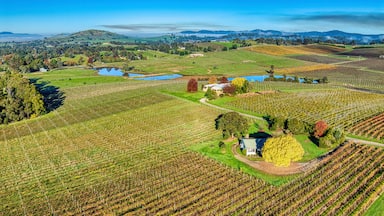 Vinhedo com fileiras de videiras, uma casa pequena e um lago ao fundo.