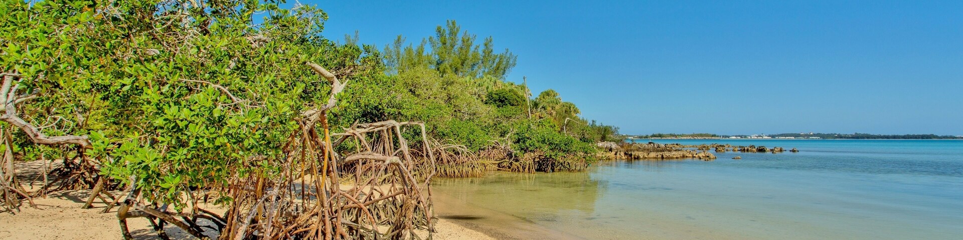 Uma praia arenosa com manguezais e águas calmas.