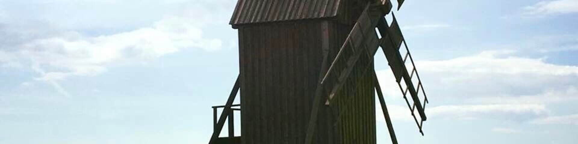 White horses near the windmills