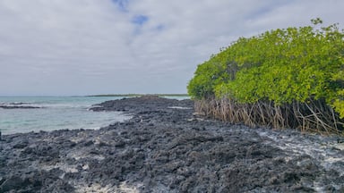 Linha costeira rochosa com manguezais e águas oceânicas calmas.