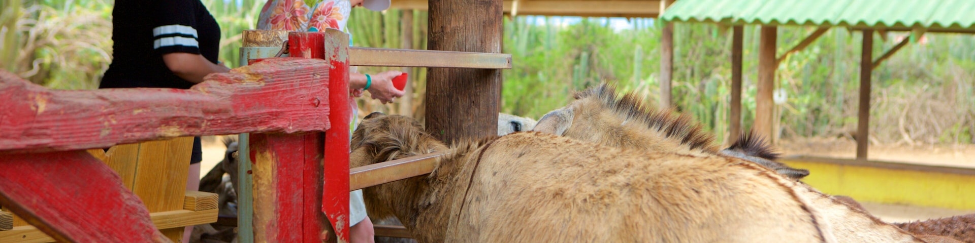 Donkey Sanctuary showing zoo animals and animals as well as a small group of people