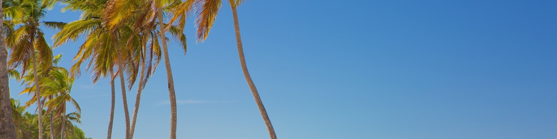 Macao Beach mostrando uma praia de areia e cenas tropicais