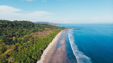 Paisagem costeira com uma praia arenosa, vegetação verde densa e oceano azul límpido.