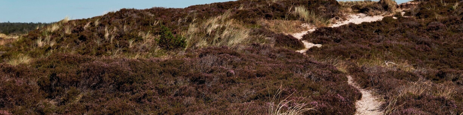 Denmark is rich of nature, I love to stroll through the dunes, or like the Danes call it: klitplantager. Dunevegetation? If you are in Denmark try to squeesh in some time on the coast. Good thing Denmark has a lot of coast ;)
I think we went to Denmark the right time a year, it has been such good weather. #hike #colorful #lovemytown