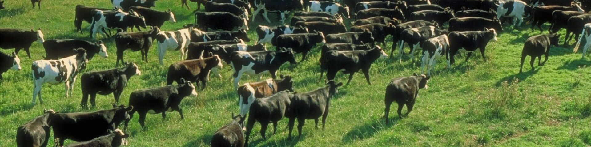 La Pampa which includes land animals and farmland