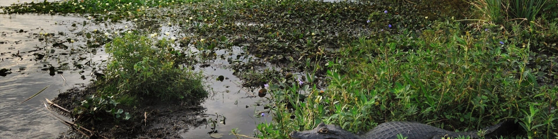 Corrientes mostrando pântano e animais perigosos