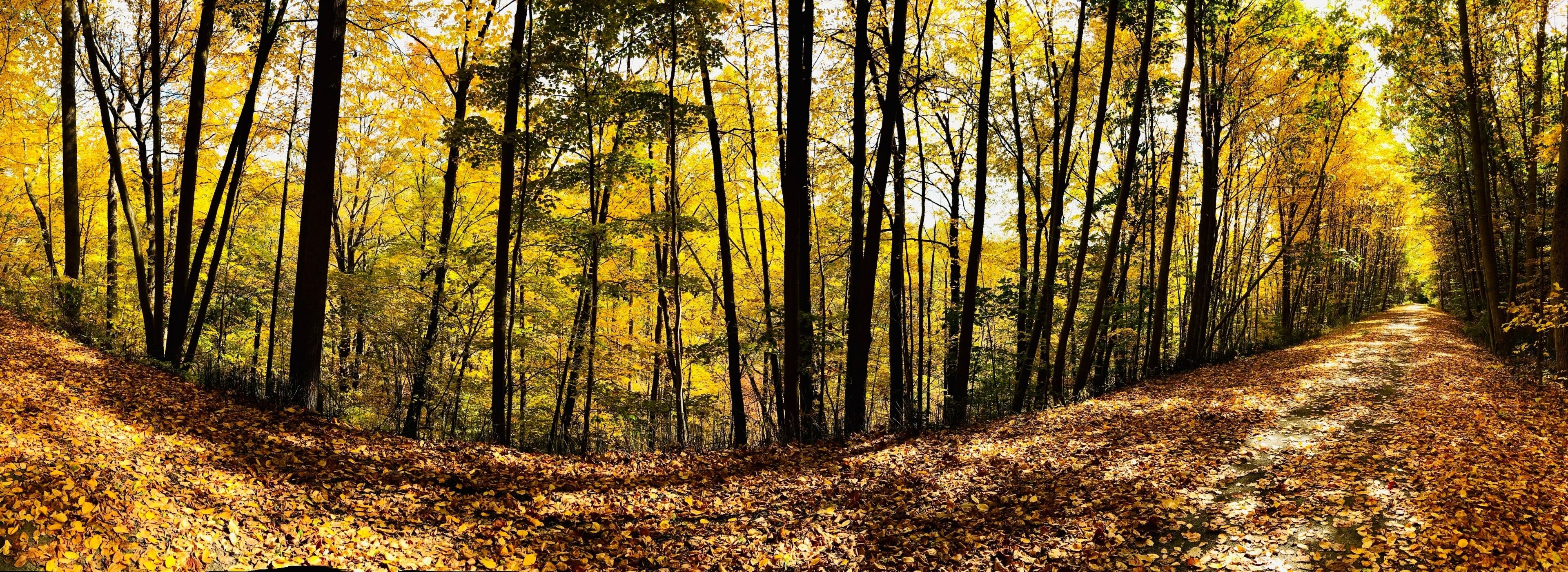 Uma trilha na floresta com folhas amarelas e árvores altas.