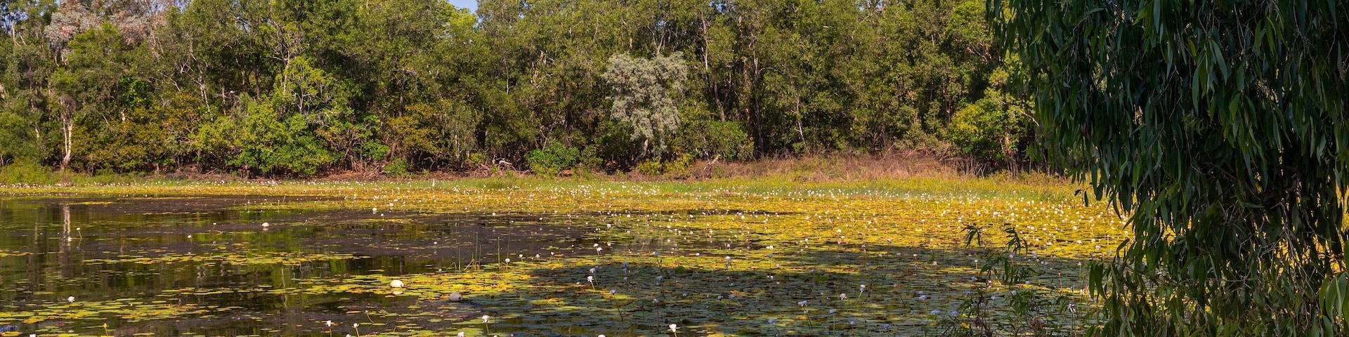 Manton Dam Recreation Area showing wildflowers, a pond and a lake or waterhole