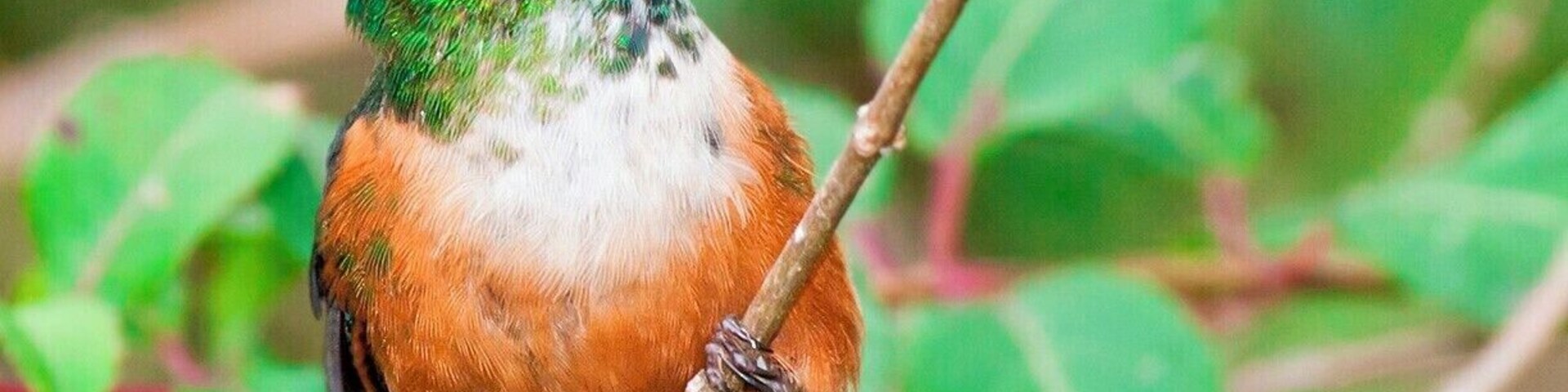 Um beija-flor empoleirado num galho, com folhagem verde ao fundo.