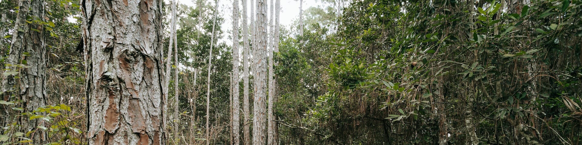 Tibet Butler Preserve showing a garden and forests