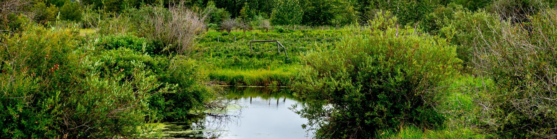 Um rio calmo rodeado por vegetação densa e árvores.