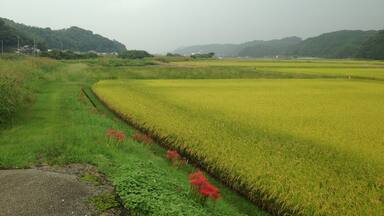 Um campo de arroz verde com um caminho e flores vermelhas.