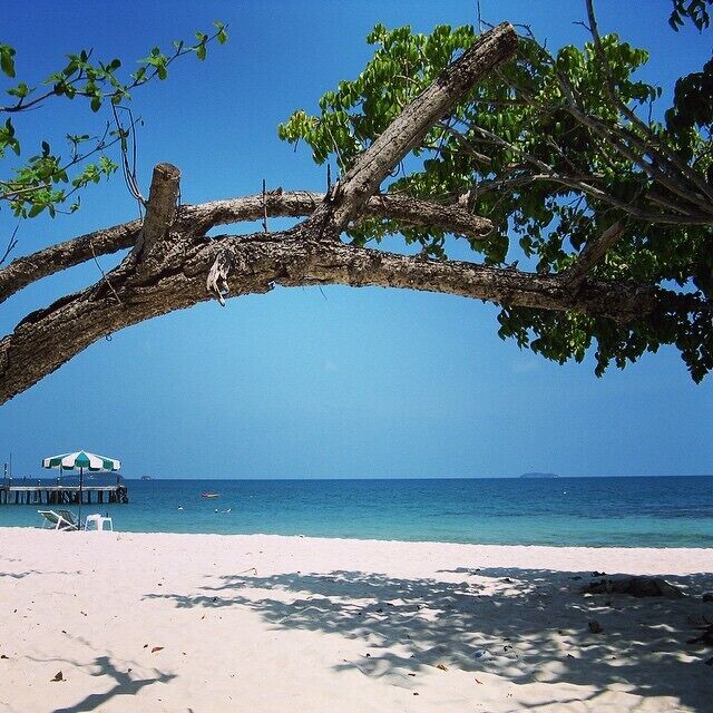 Uma praia com um grande galho de árvore arqueado sobre a areia, um cais ao fundo e águas azuis calmas.