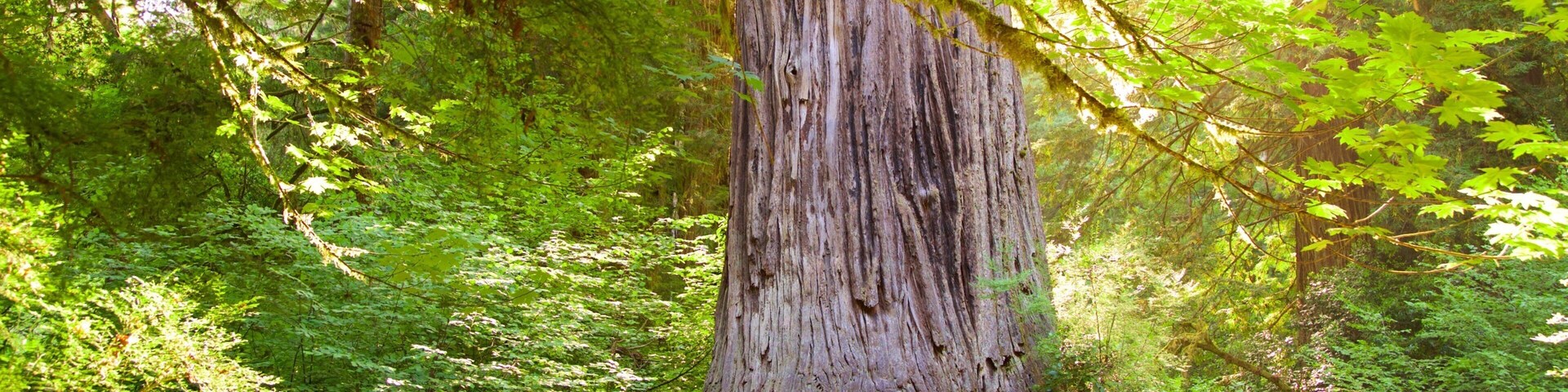 Big Tree Wayside showing forests as well as a small group of people
