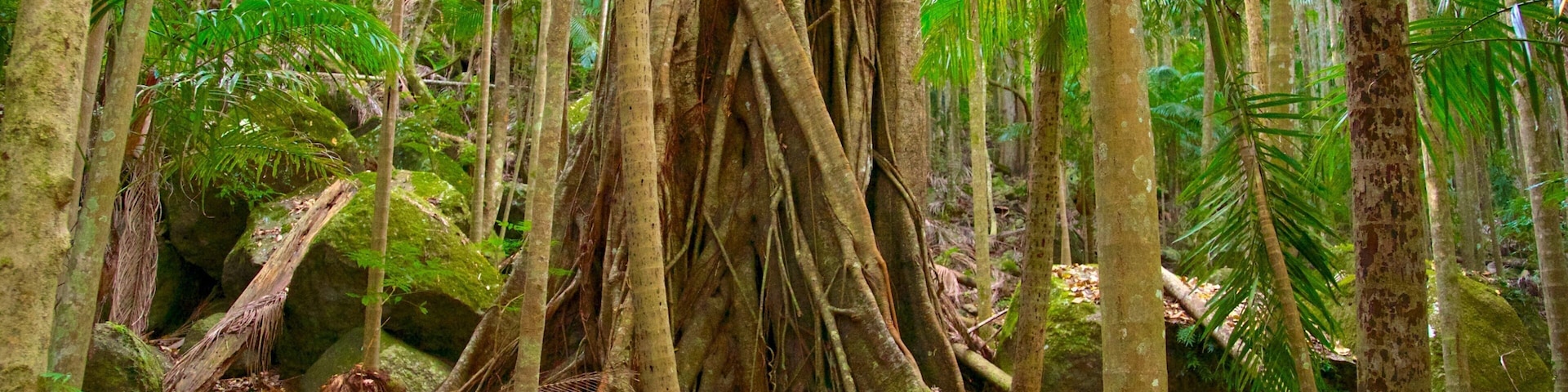 Tamborine National Park Palm Grove Section featuring forests