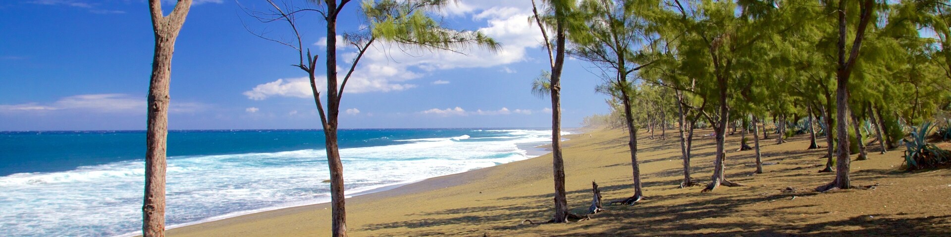 Uma praia com árvores e ondas do mar.