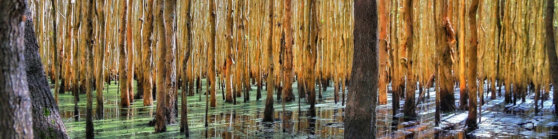 A visit to the Gold Coast is not complete without Venturing a little west to the Coombabah Conservation Parklands. Here you can immerse yourself in walks through Melaluecas, along boardwalks and marvel at the swamp like conditions. Not only are the walks enchanting, you can almost be guaranteed of a meeting with kangaroos, wallabies and koalas. This place is one you can't go to just once. Get out and explore. #hiking #weekendgetaway #colourful