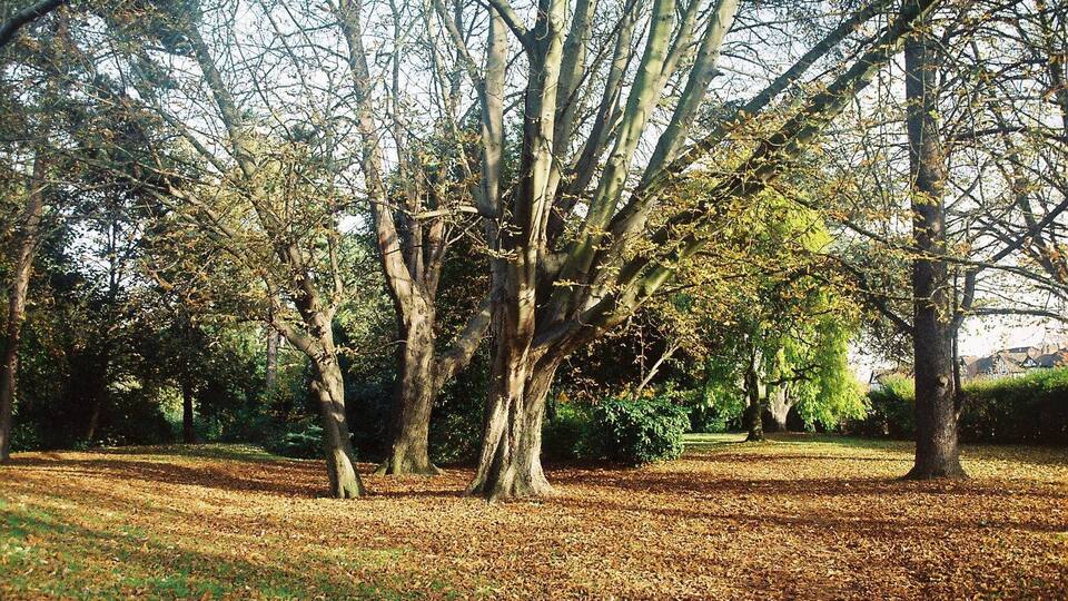 Trees in Hounslow's Jersey garden's show their autumn foliage.