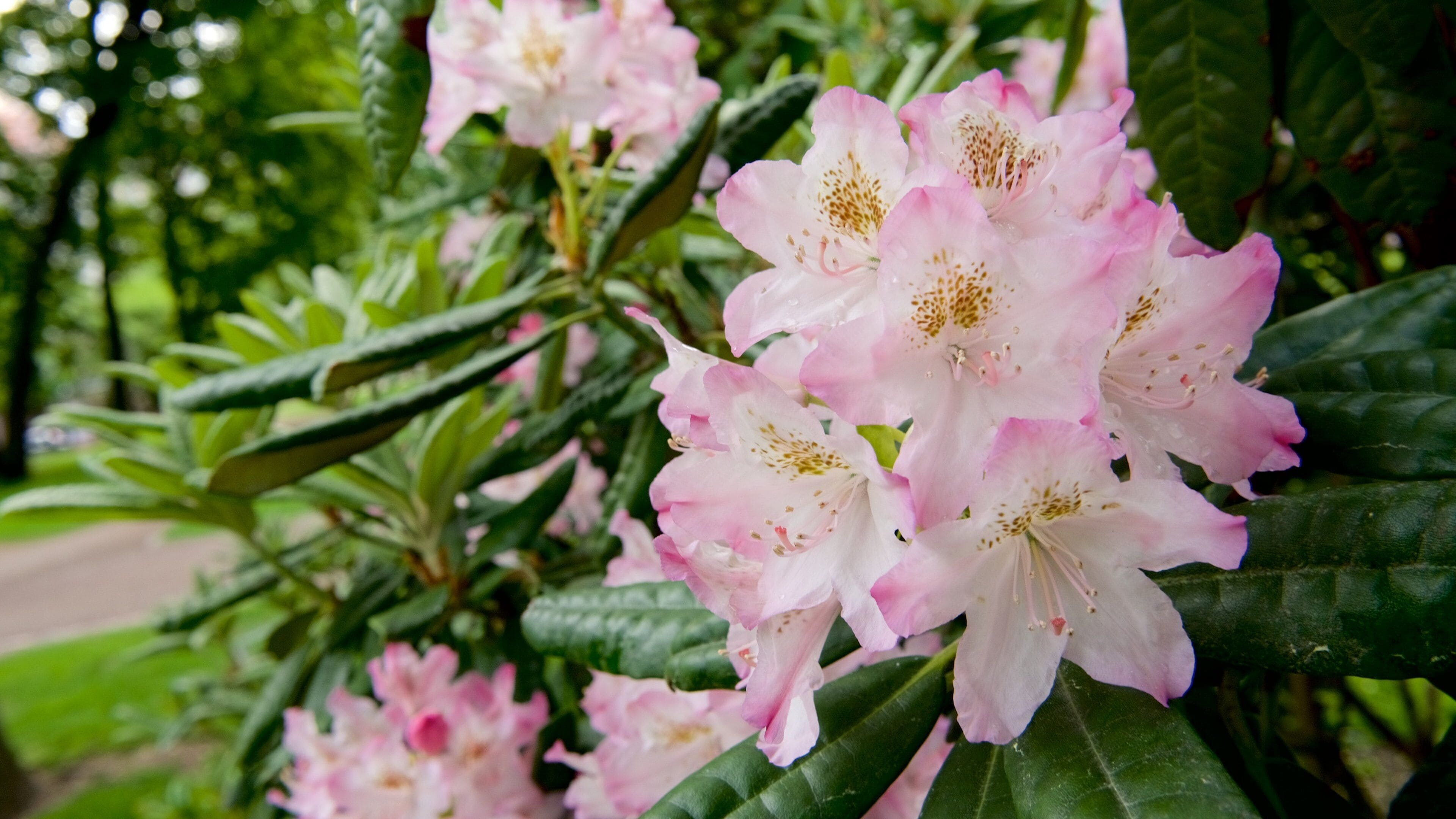 Old Church of Helsinki featuring a park and flowers