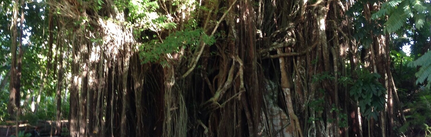 Experience unlimited fish spa for 5.00 php under the shades of the mystical Balete tree