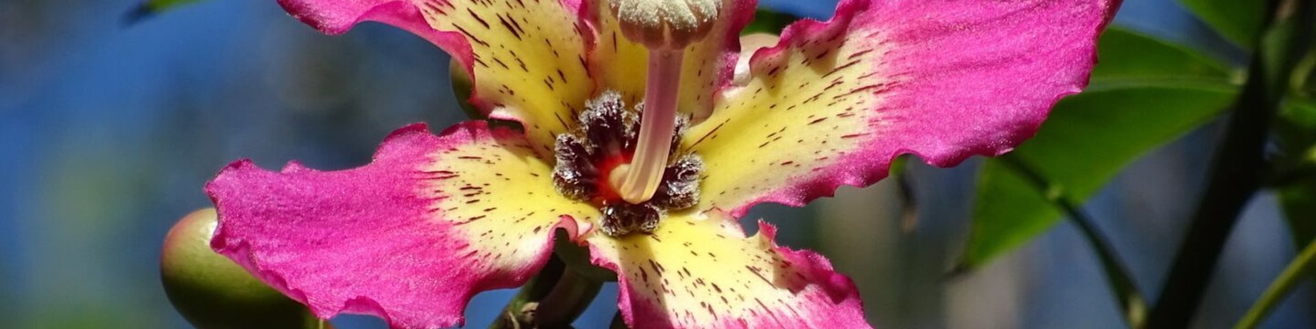 My favorite flower from my trip to Florida has to be from the floss silk tree (Chorisia speciosa).
The flower is about 4-6 inches across and the bright pink from the tips of the petals can be spotted from quite a distance.
It's like someone took the flower of a hibiscus and and infinitely improved upon it.
The Florida Botanical Gardens are beautiful AND free! With over 30 acres of themed gardens to explore and photograph.