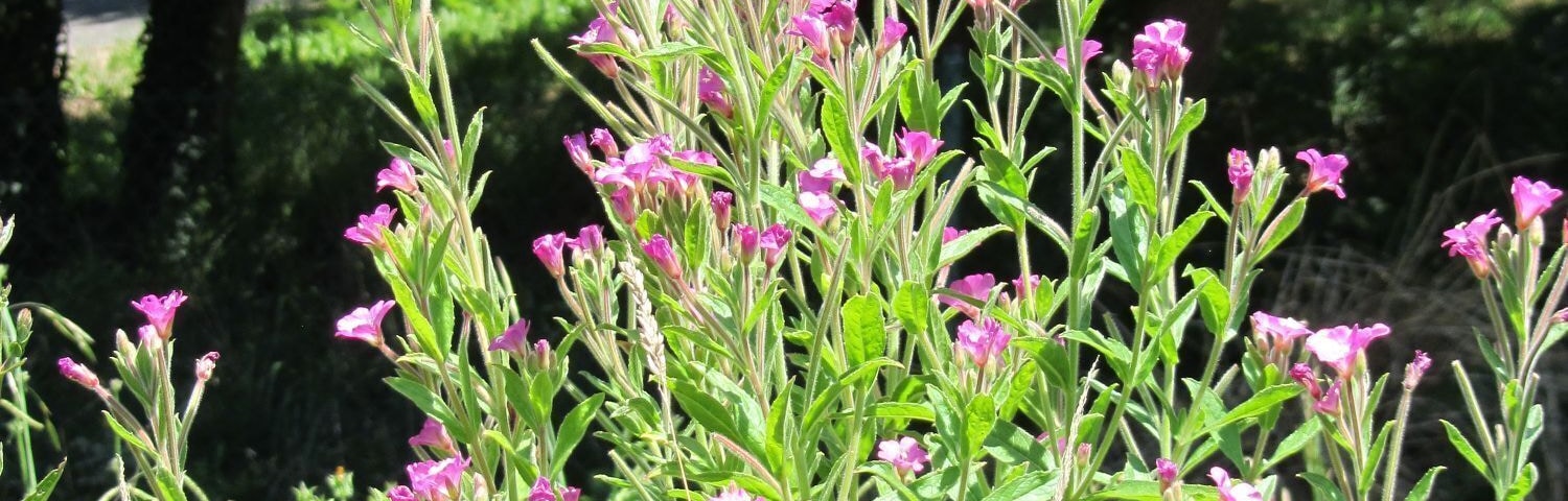 Great willowherb, Epilobium hirsutum. This photograph was taken on 2011-06-25 at Berango in the Bizkaia province of the Basque Country (Europe), using a Canon PowerShot SX230 camera.The original size was 3000x4000 pixels, it was reduced to the present size (1500x2000 pixels) using the IrfanView freeware program.