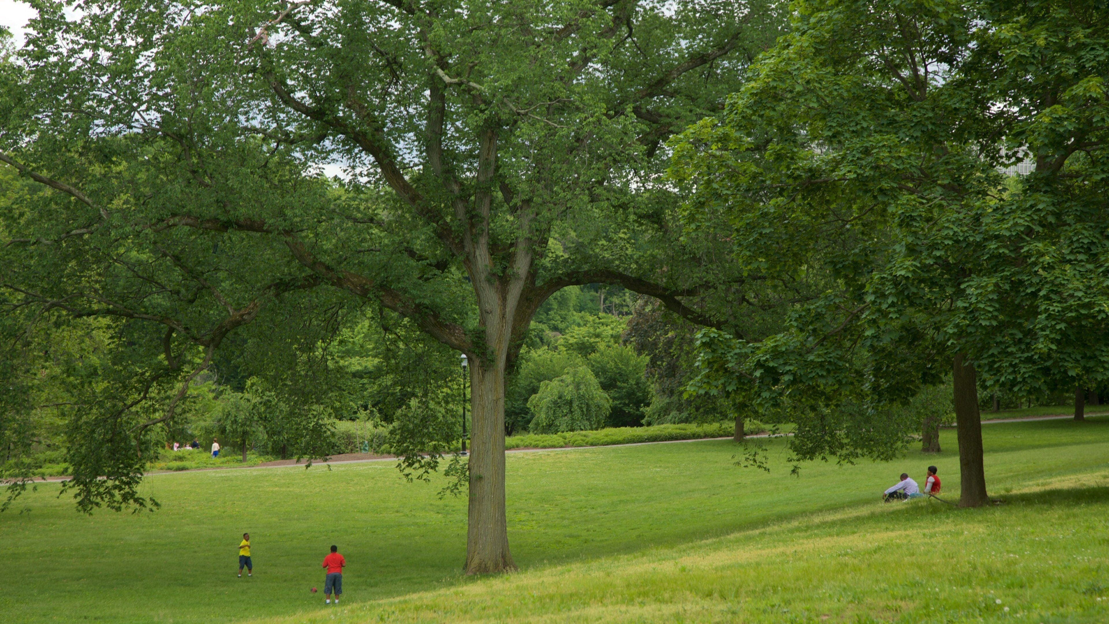 Um parque com uma árvore grande, áreas gramadas e pessoas brincando.