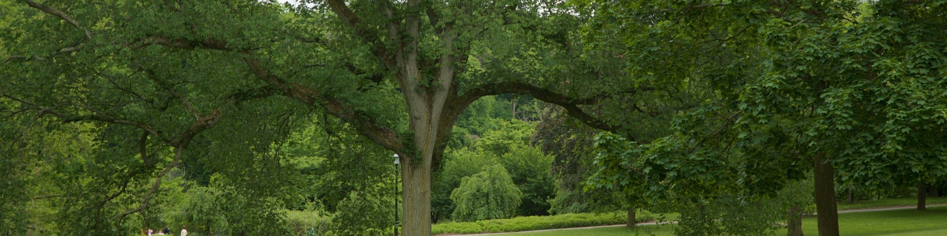 Um parque com uma árvore grande, áreas gramadas e pessoas brincando.