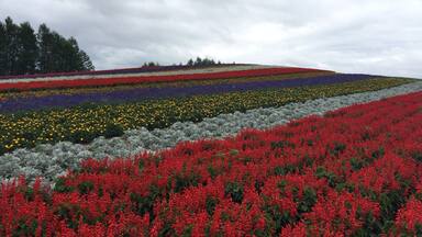 Um jardim em encosta com fileiras de flores em vermelho, amarelo, roxo e cinza.