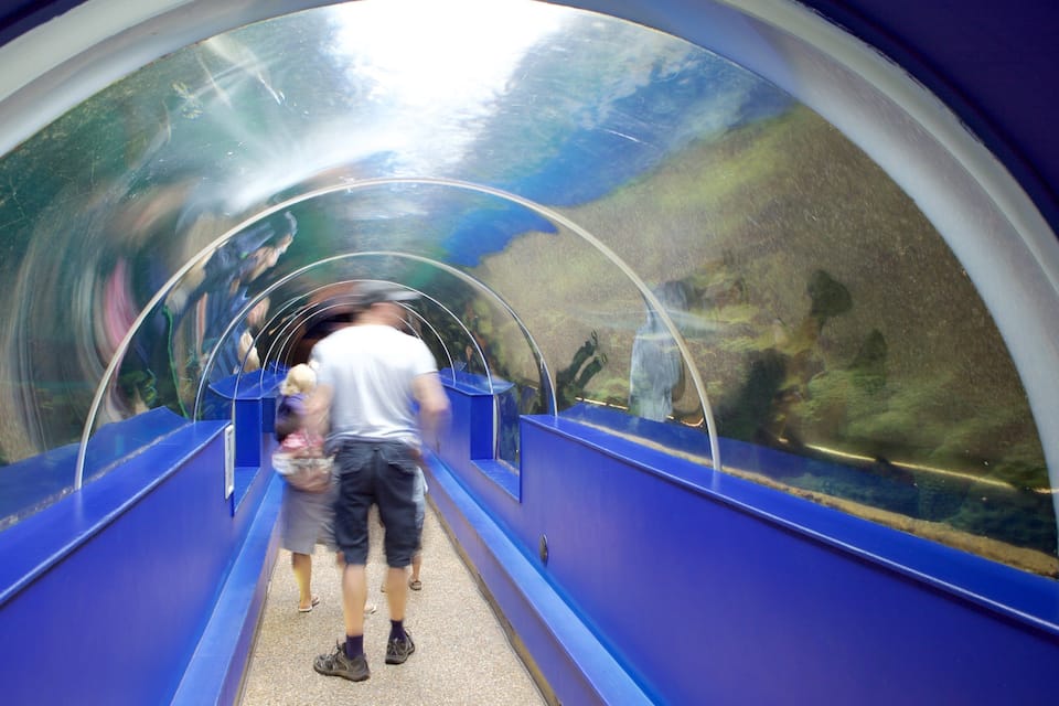 Um túnel transparente com paredes azuis e uma pessoa caminhando lá dentro.