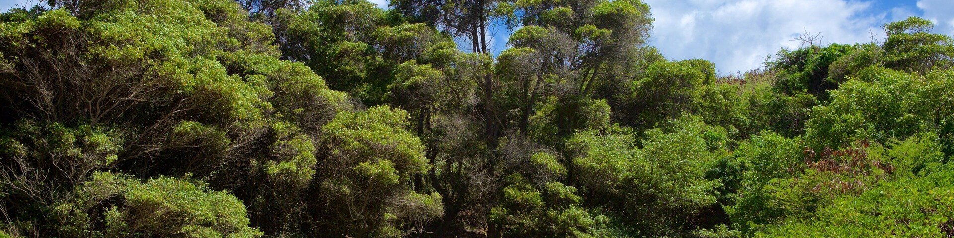 Sueste Beach which includes a beach, a lake or waterhole and rainforest