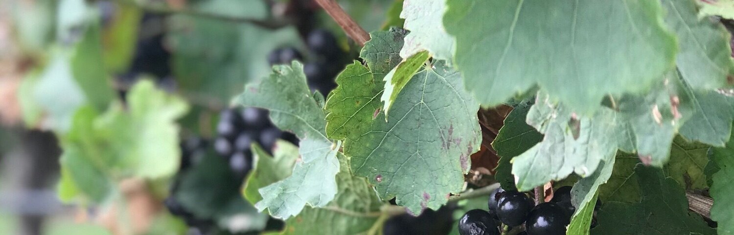 Great wine vineyard. Beautiful grapes
