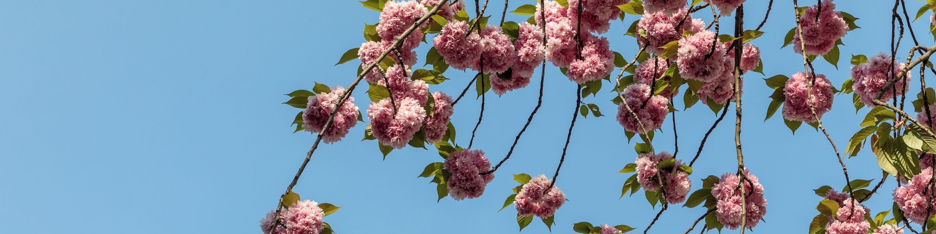 Cherry blossoms at Heerstraße, Bonn, North Rhine-Westphalia, Germany
