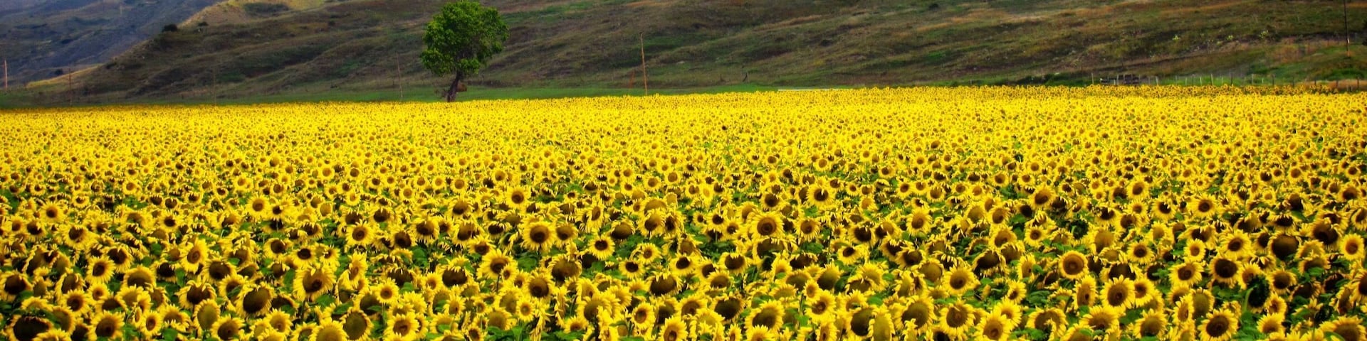 A beautiful South Dakota field near the White River.