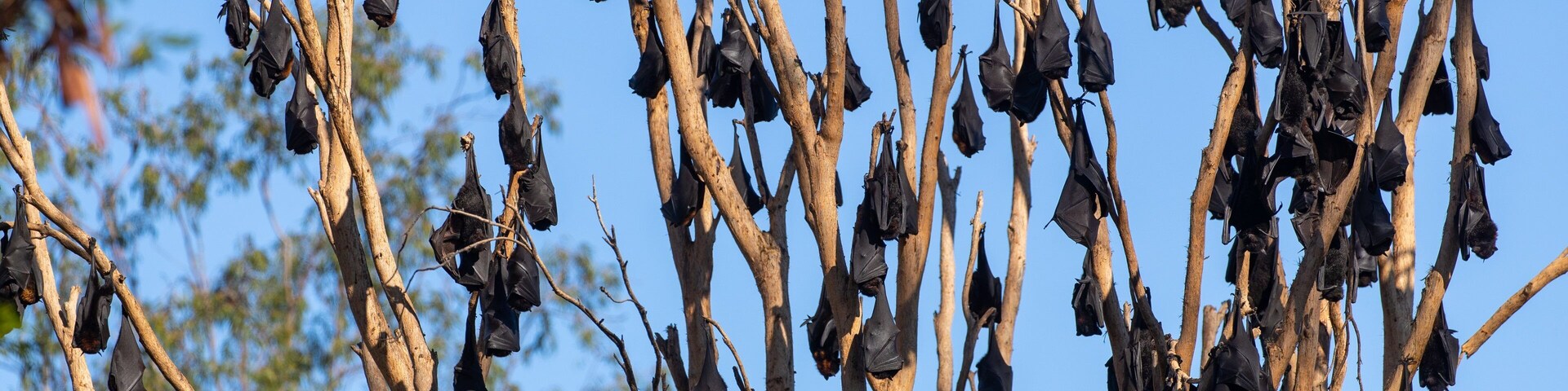 Calliope showing animals