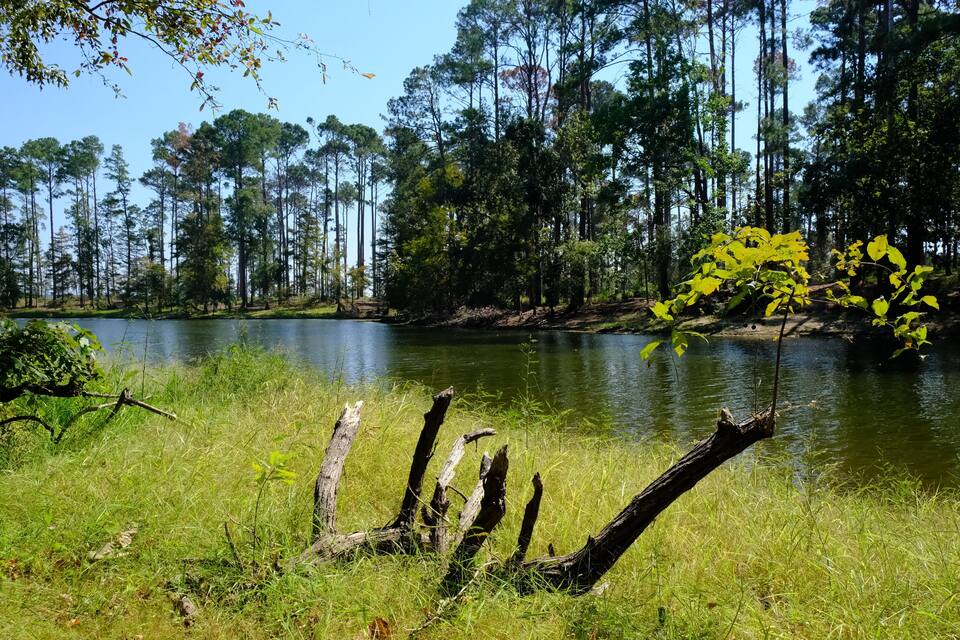 Um lago tranquilo cercado por árvores altas e áreas gramadas.
