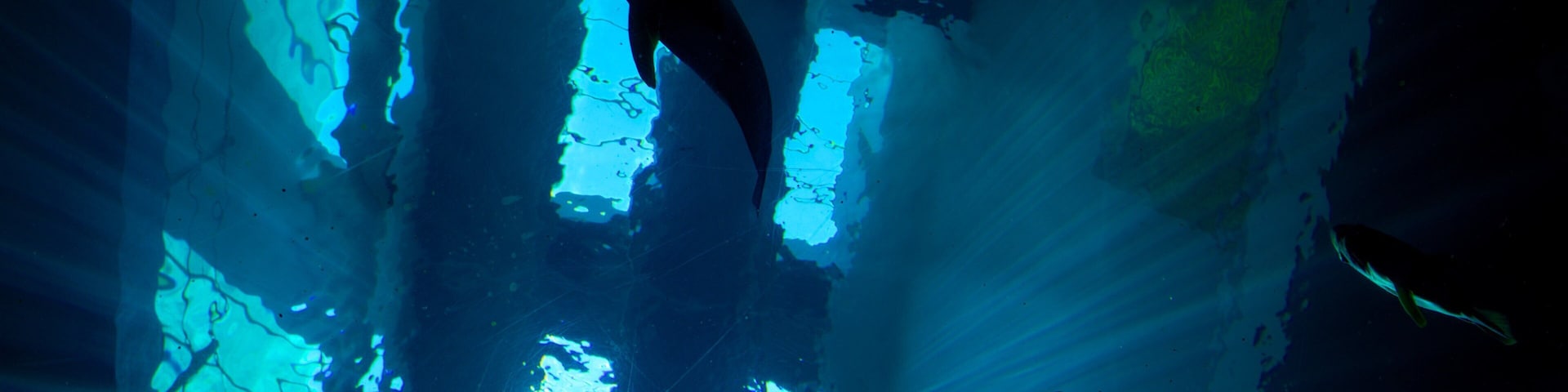 National Museum of Marine Biology and Aquarium caracterizando vida marinha