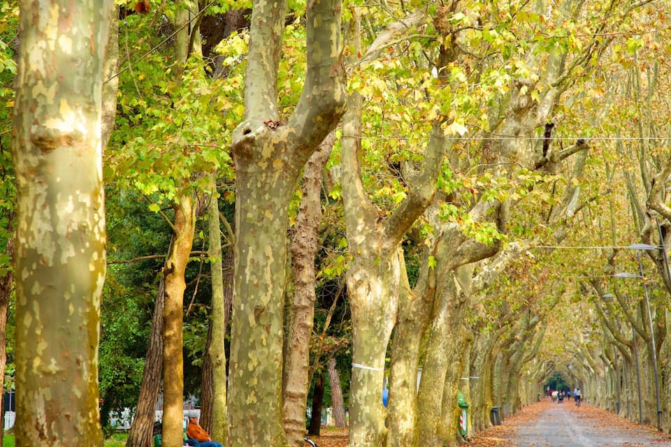 Um caminho arborizado com pessoas caminhando e andando de bicicleta.