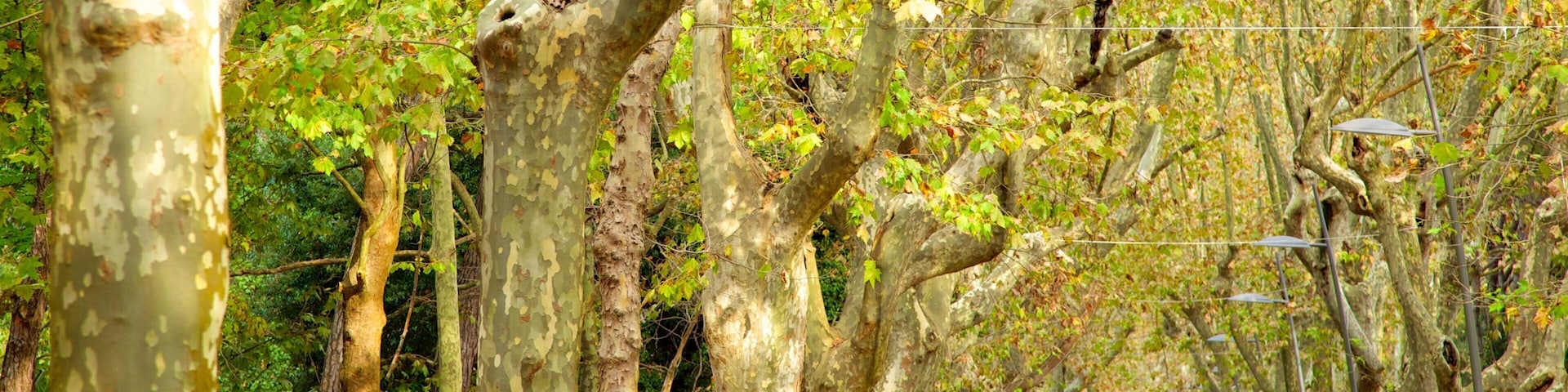 Pineta di Ponente showing fall colors and a garden