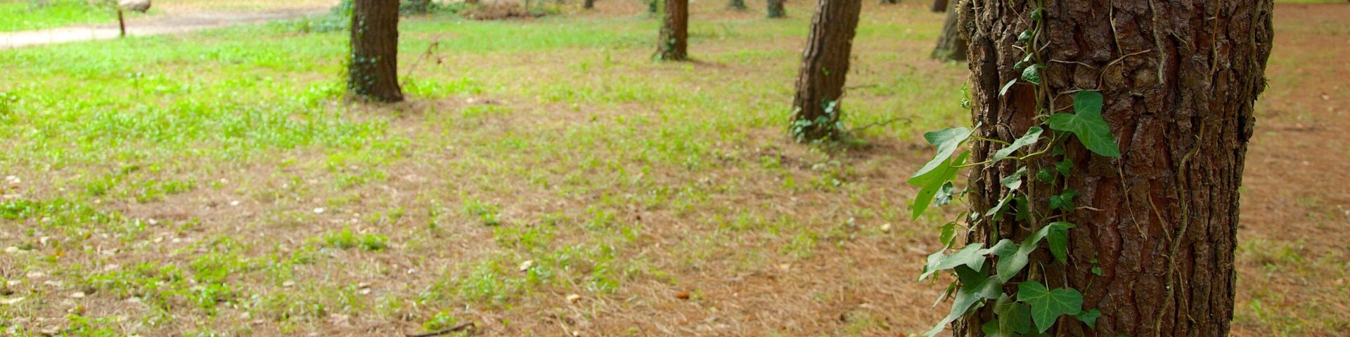 Pineta di Ponente featuring a garden
