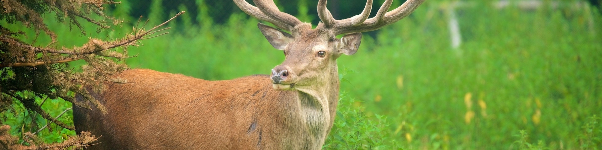 Duesseldorf Grafenberg Wildlife Park