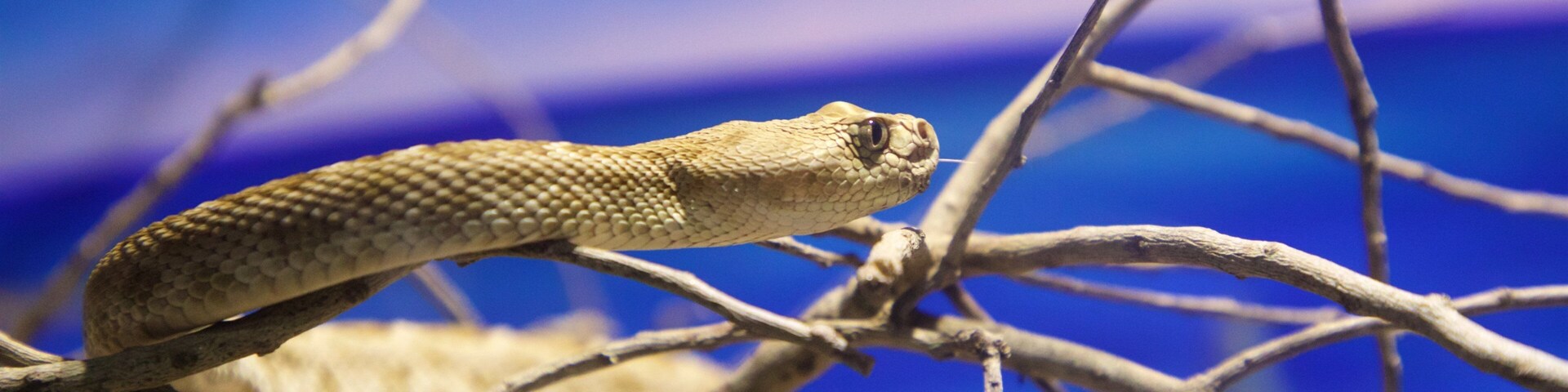 La Paz Serpentarium which includes zoo animals and dangerous animals